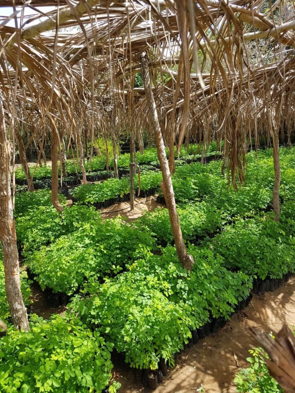 Carbon offsetting: Putting trees to work